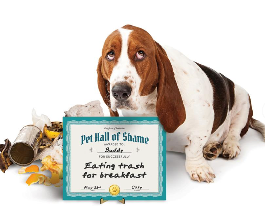 Pet Shaming Kit – Pine & Moss